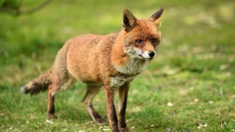 Wild animals in Serbia - More Than Belgrade